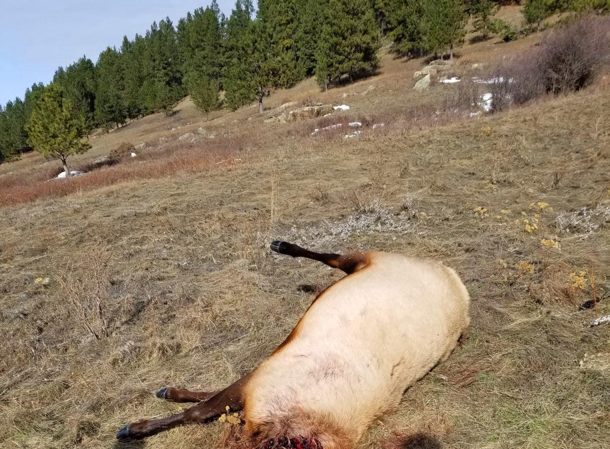 Fergus County bull elk poached, decapitated