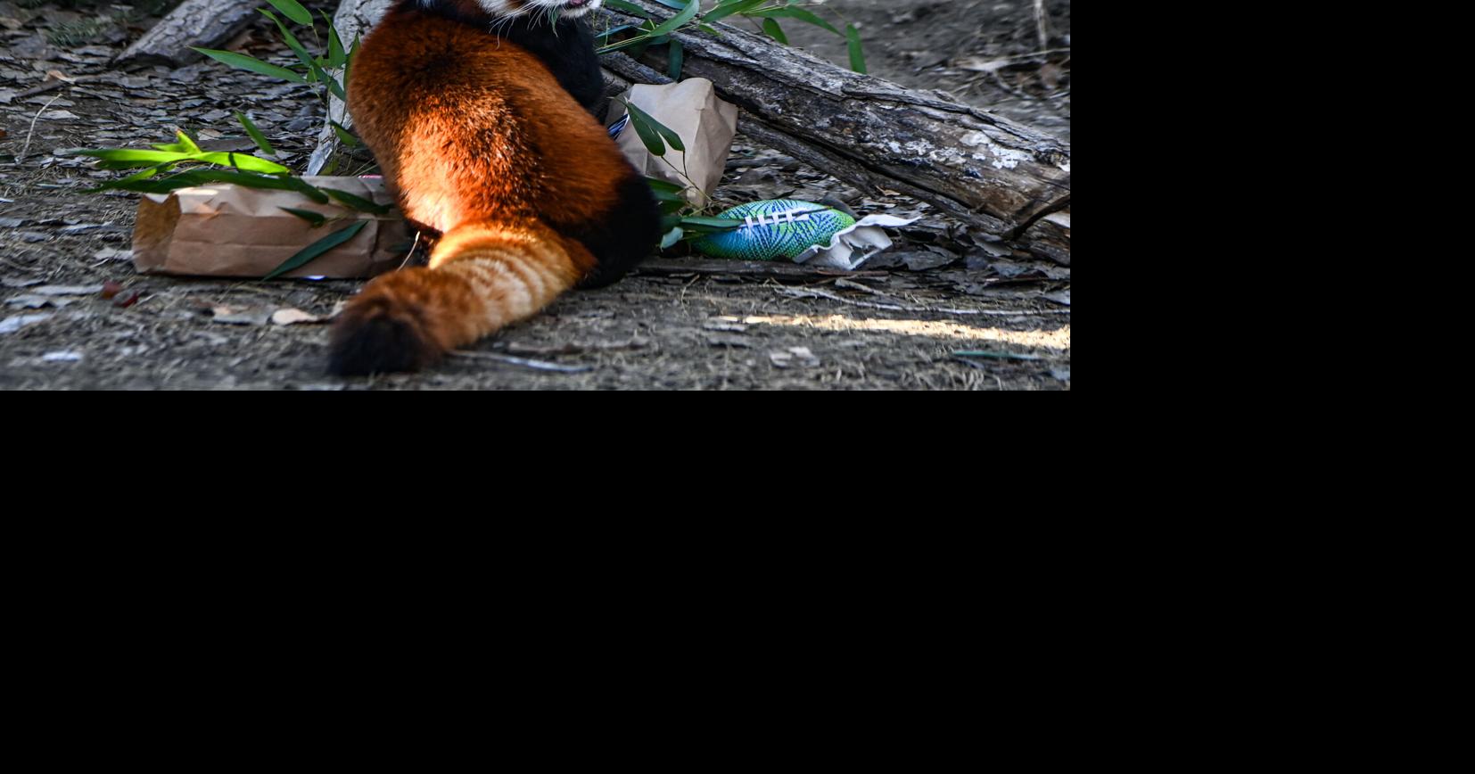 Photos: ZooMontana's red panda Pabu predicts Superbowl LVII winner