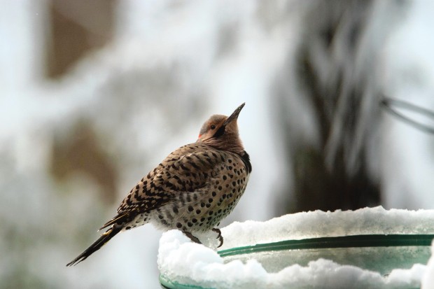 Feast your eyes on the flickers