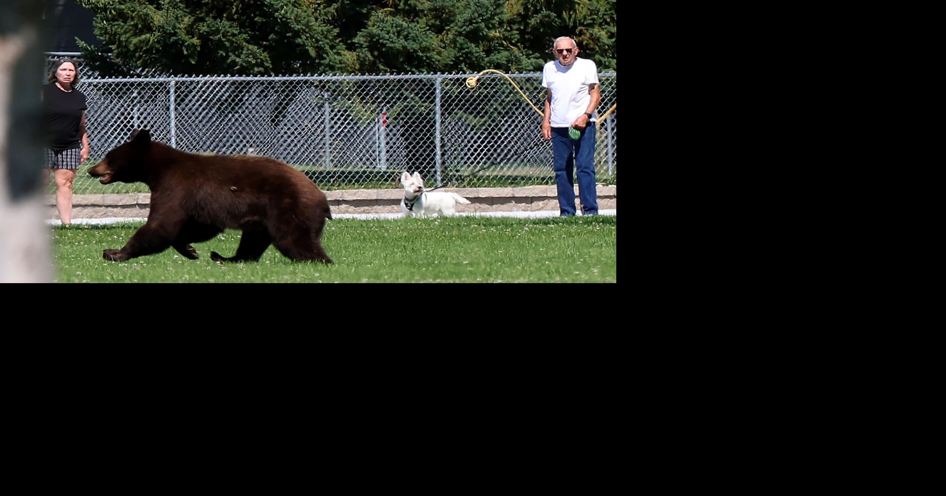 Black bear spotted roaming in Billings