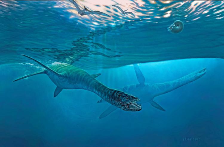 New prehistoric sea creature discovered after Montana hunter finds ...