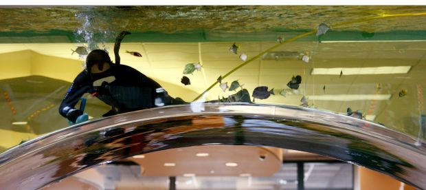 Scheels offers sneak peek of new store