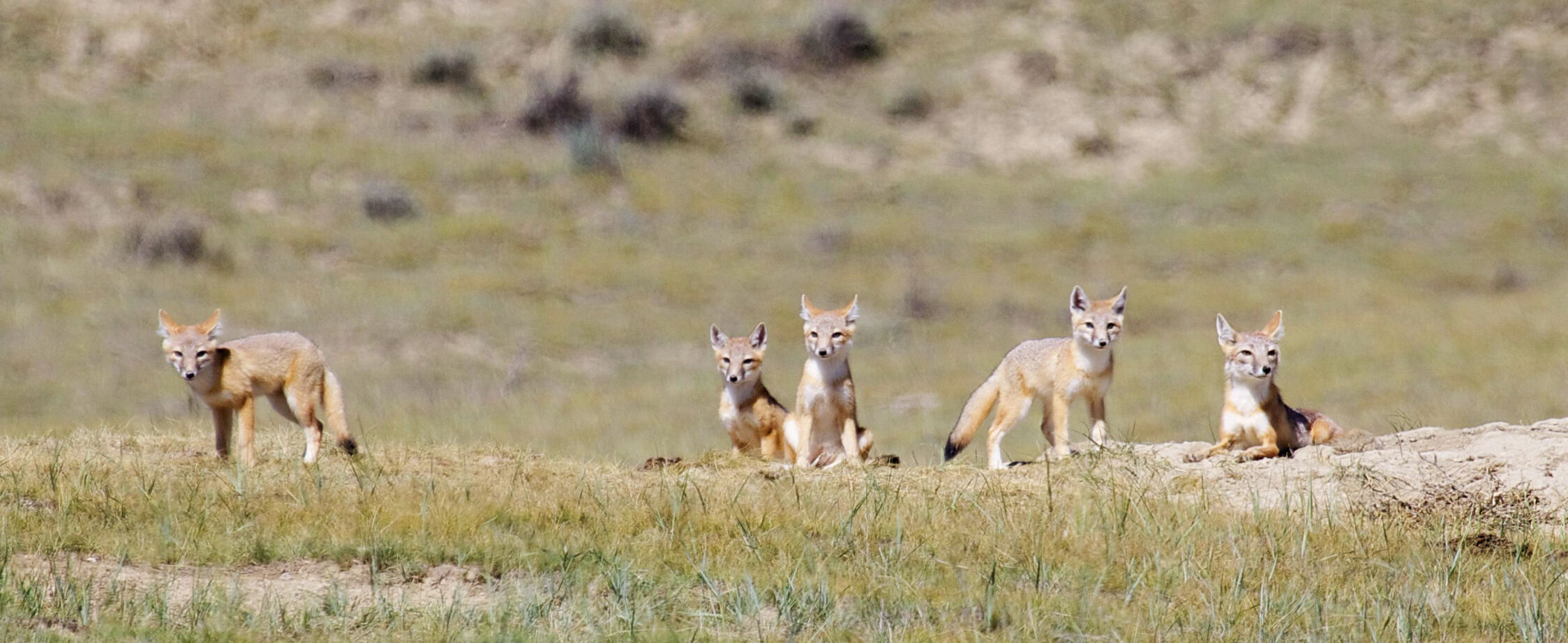 7 swift foxes living near Laramie airport trapped, relocated