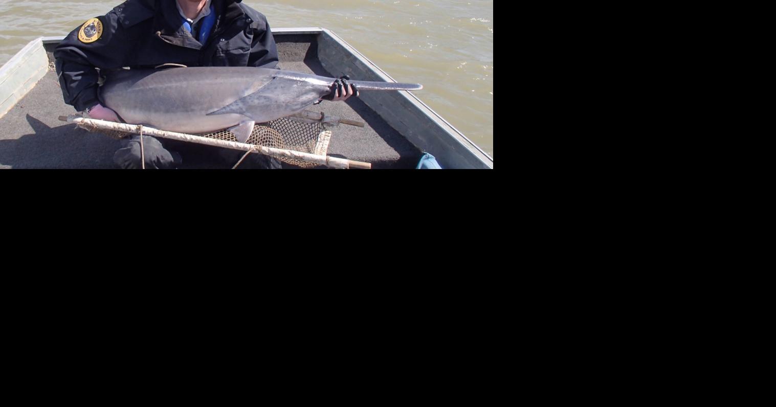 Paddlefish season opens May 1 on Missouri River