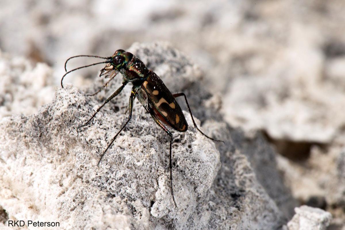 Broadcast examines insects of Yellowstone
