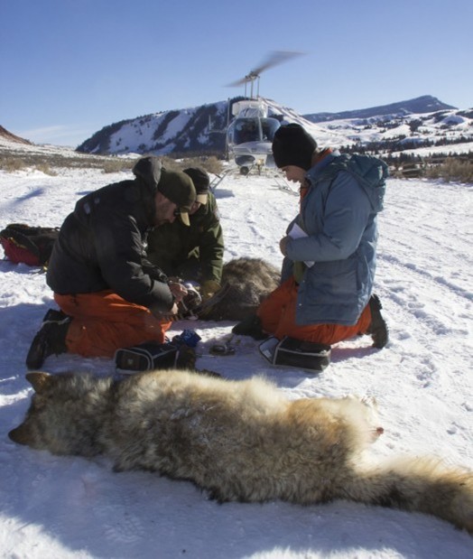 Diverse interests monitor Wyoming wolves after federal delisting ...