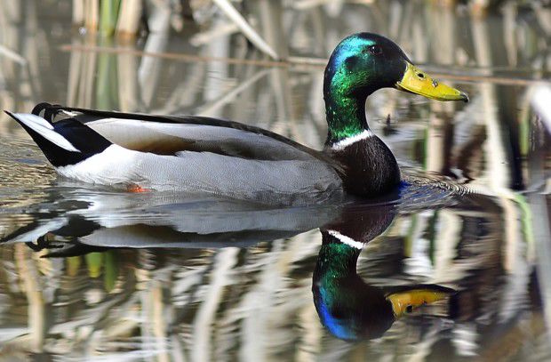 Avian influenza confirmed in dead Fergus County duck