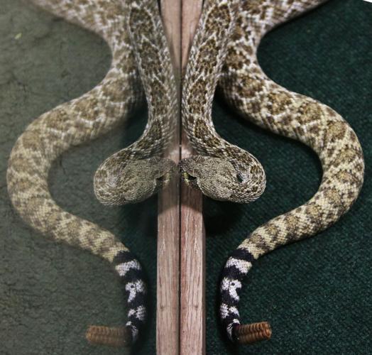 Handling rattlesnakes wasn't always the plan for West Texas Rattlesnake ...