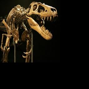 Study: Young T. rex survived nasty scrap with peer