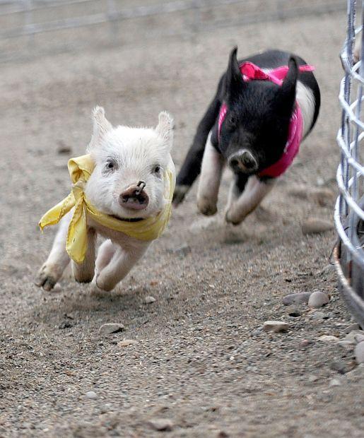 Pig racing in Bearcreek