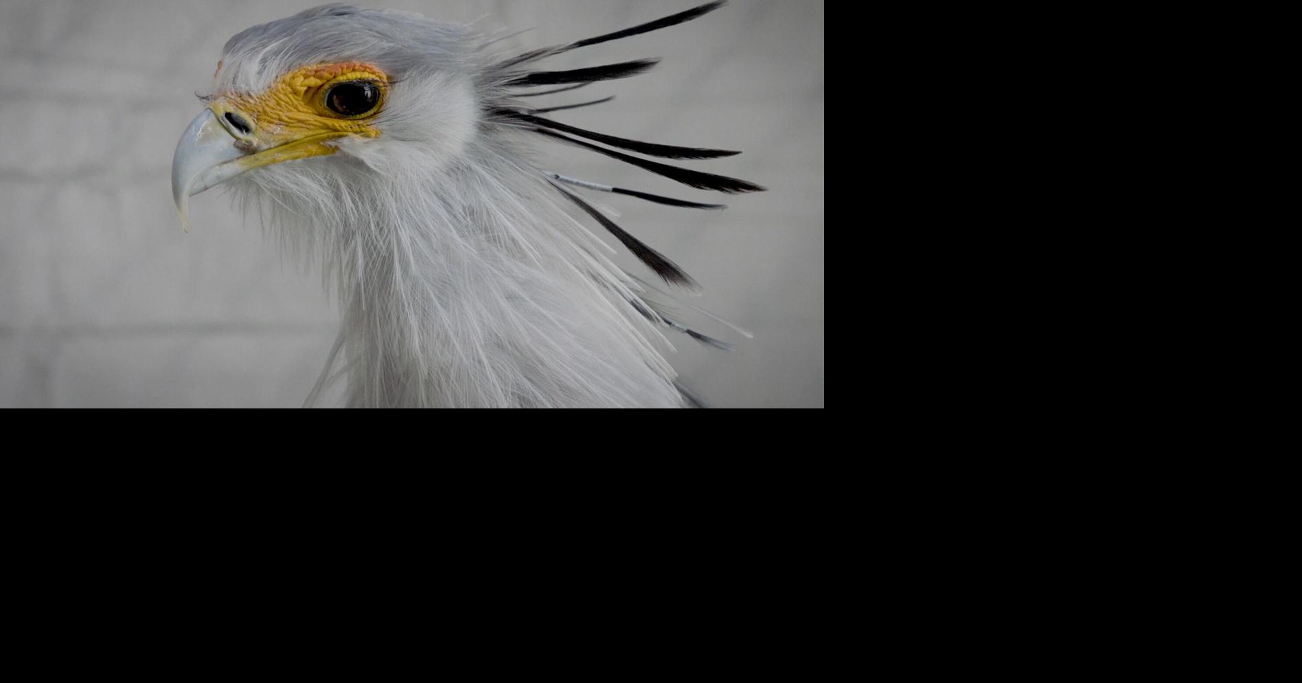 Hunters must first pass the farm dog sniff test