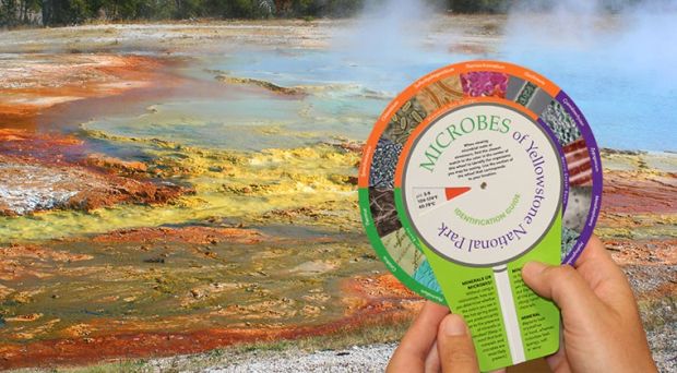 Guide offers info on Yellowstone microorganisms