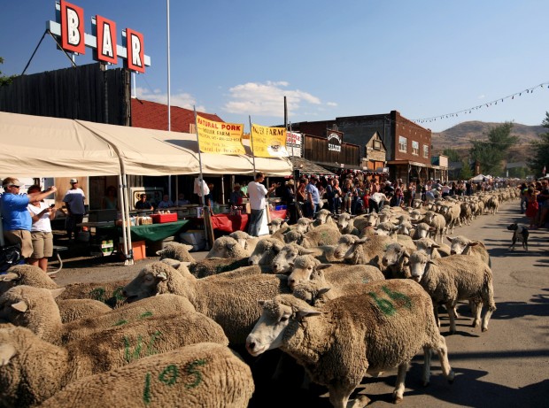 Sheep drive thunders through Reed Point