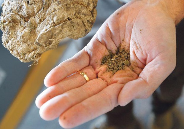 Event focuses on Plains Indians, buffalo