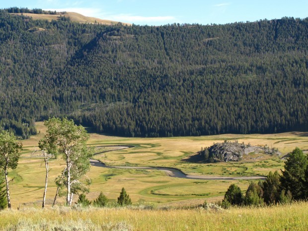 Elk, aspen & wolves: a complicated food triangle