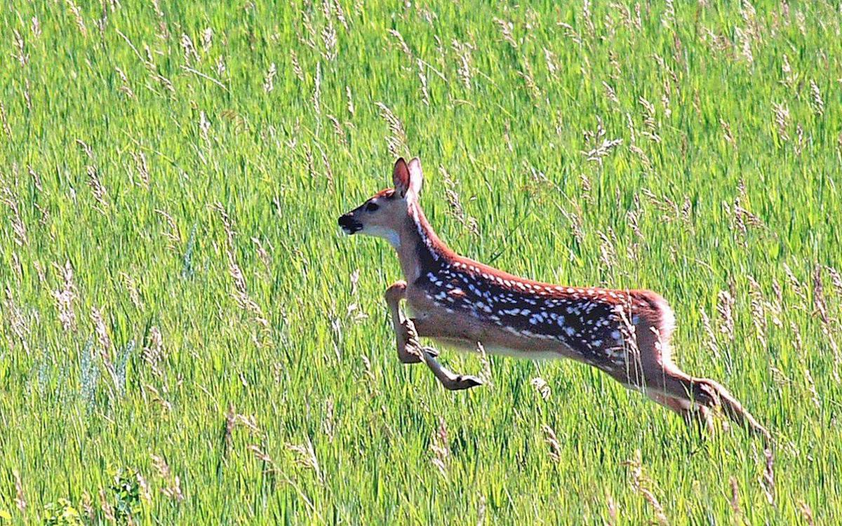 Deer numbers rise in northeastern Montana