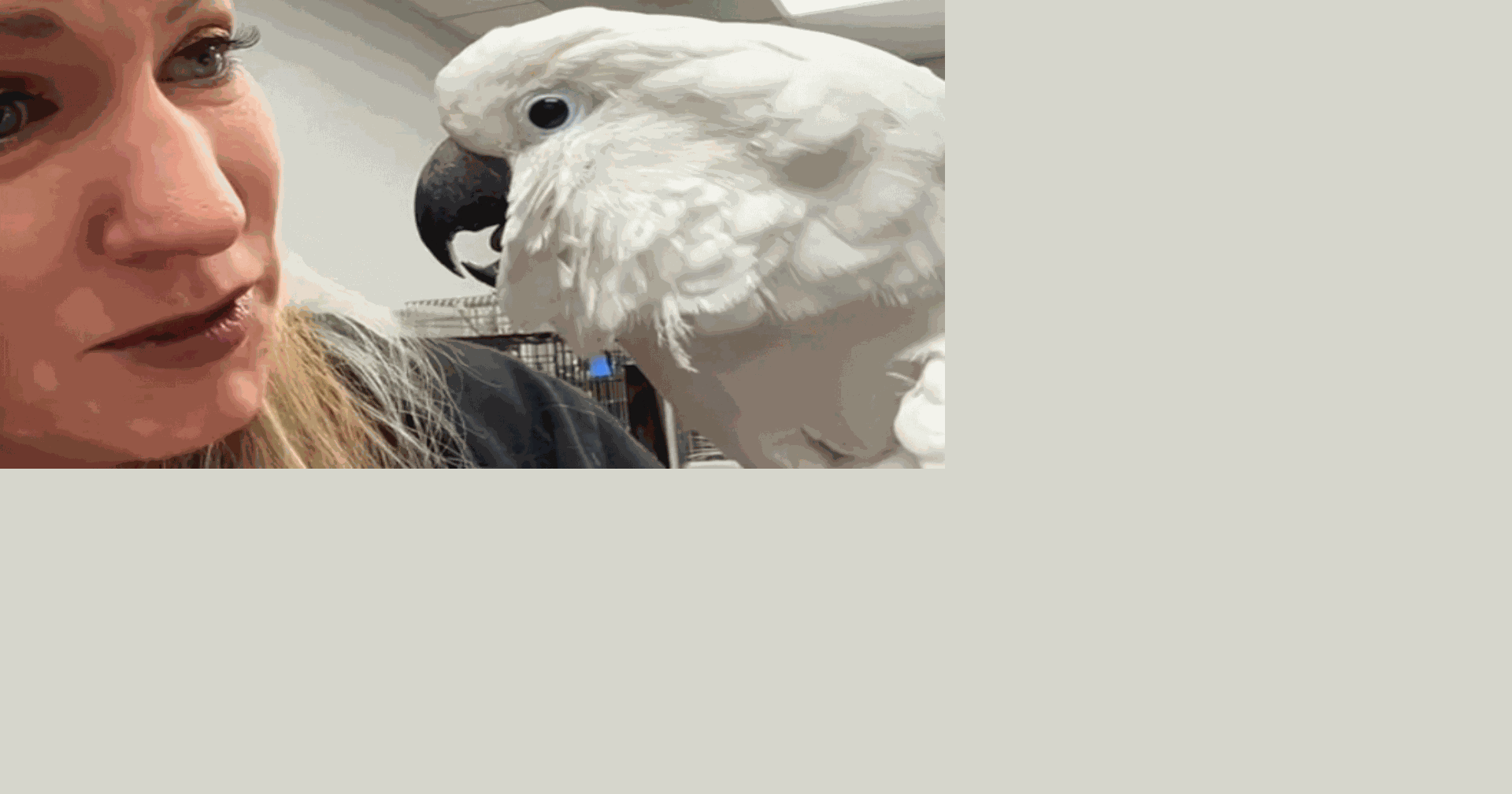A sick cockatoo lost his human. Here's how the vet responded.