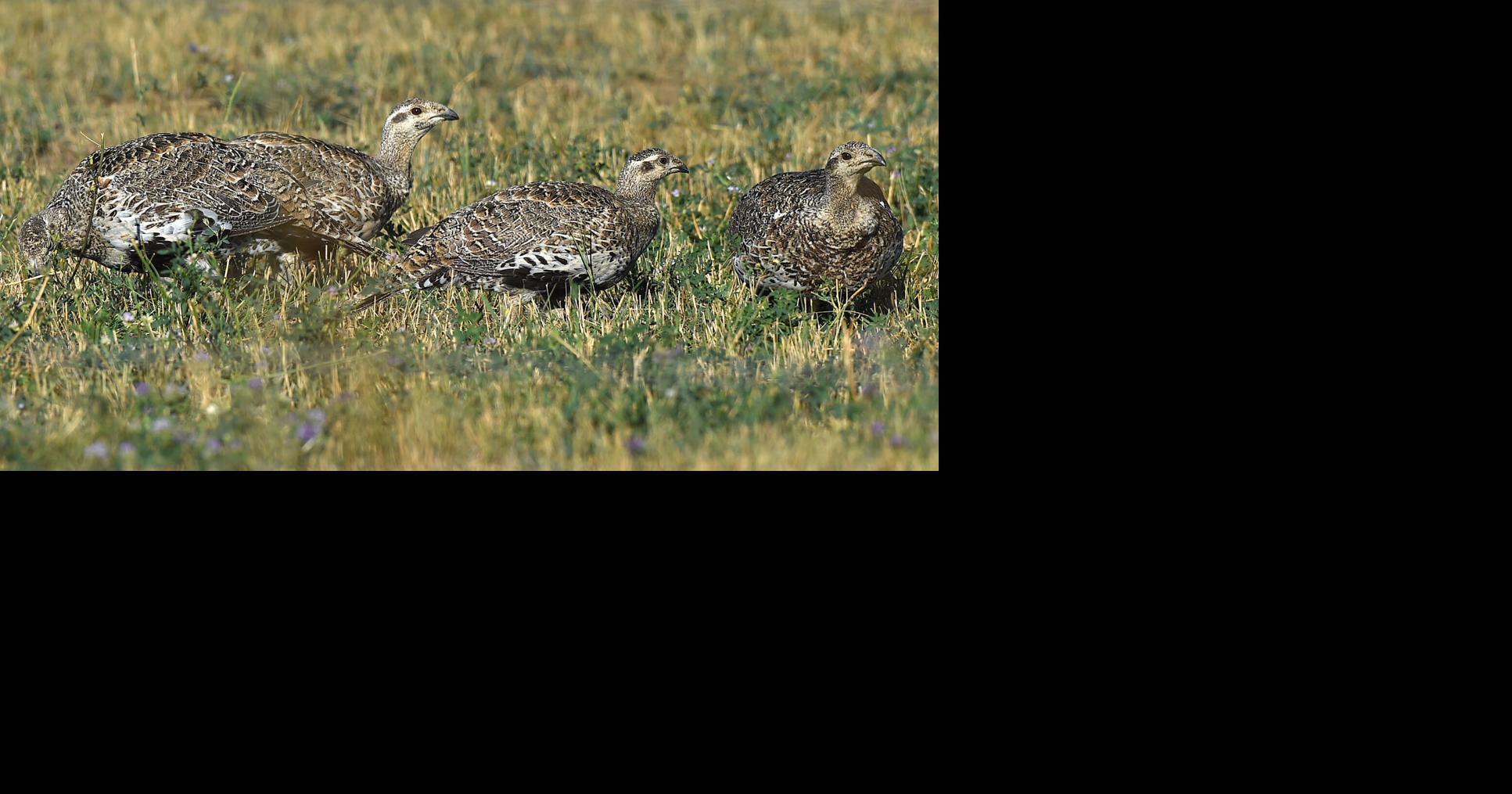 Greater sage grouse draft plan released by BLM