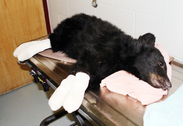 Burned bear cub’s recovery going well; summer release planned