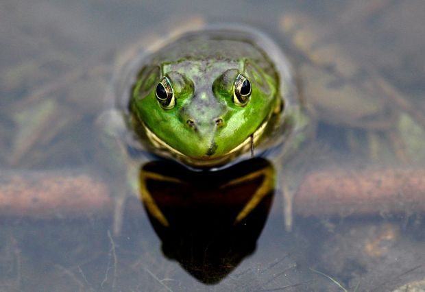 Bullfrog invasion spreads along Yellowstone River