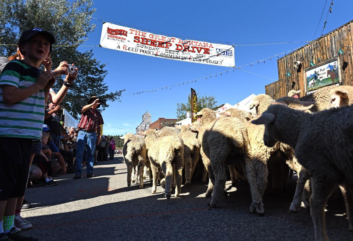Great Montana Sheep Drive remains a 'family reunion' for locals after ...