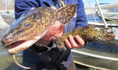 Biologists to be sampling Cooney ling