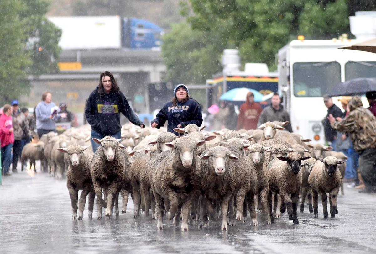 Photos: Reed Point Sheep Drive