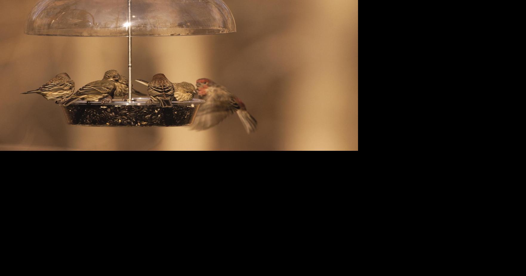 Splish, splash, spray those germs away