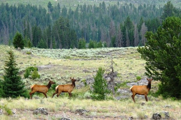 Elk harvest strong at Region 5 check stations | Outdoors ...