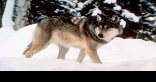 DNA test confirms wolf shot in Utah from Wyoming