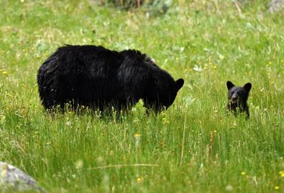 Black bear study enters second season in Montana