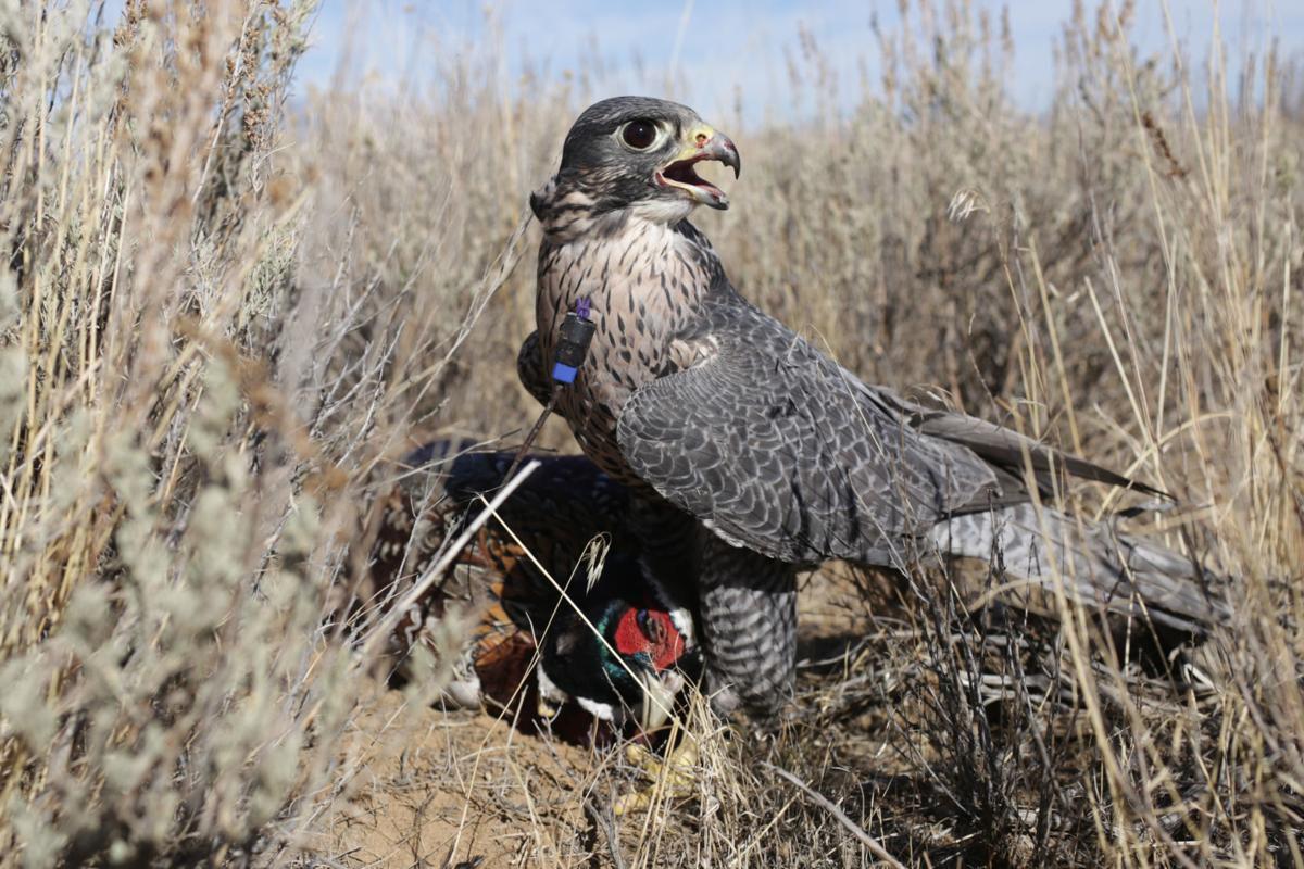 Idaho falconry: Hunting with beak, talons and feathers | Outdoors ...