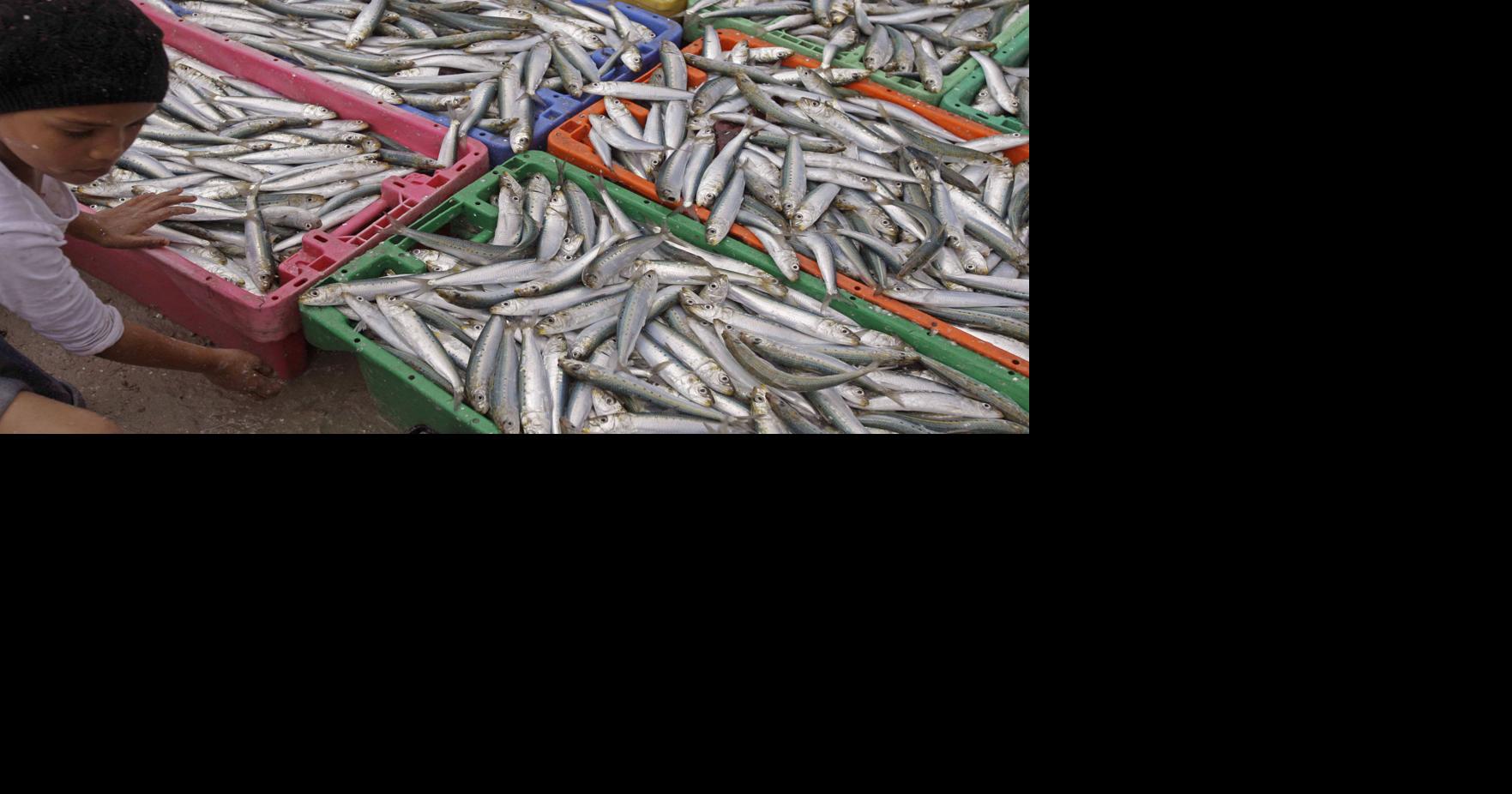 Nov. 24: National Sardines Day