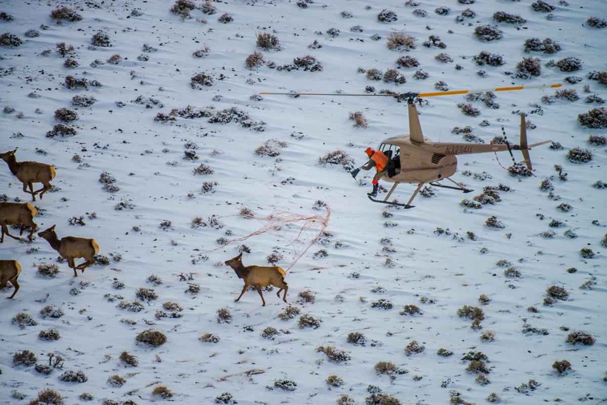Elk researchers are finalists for National Geographic's 'Adventurers of ...