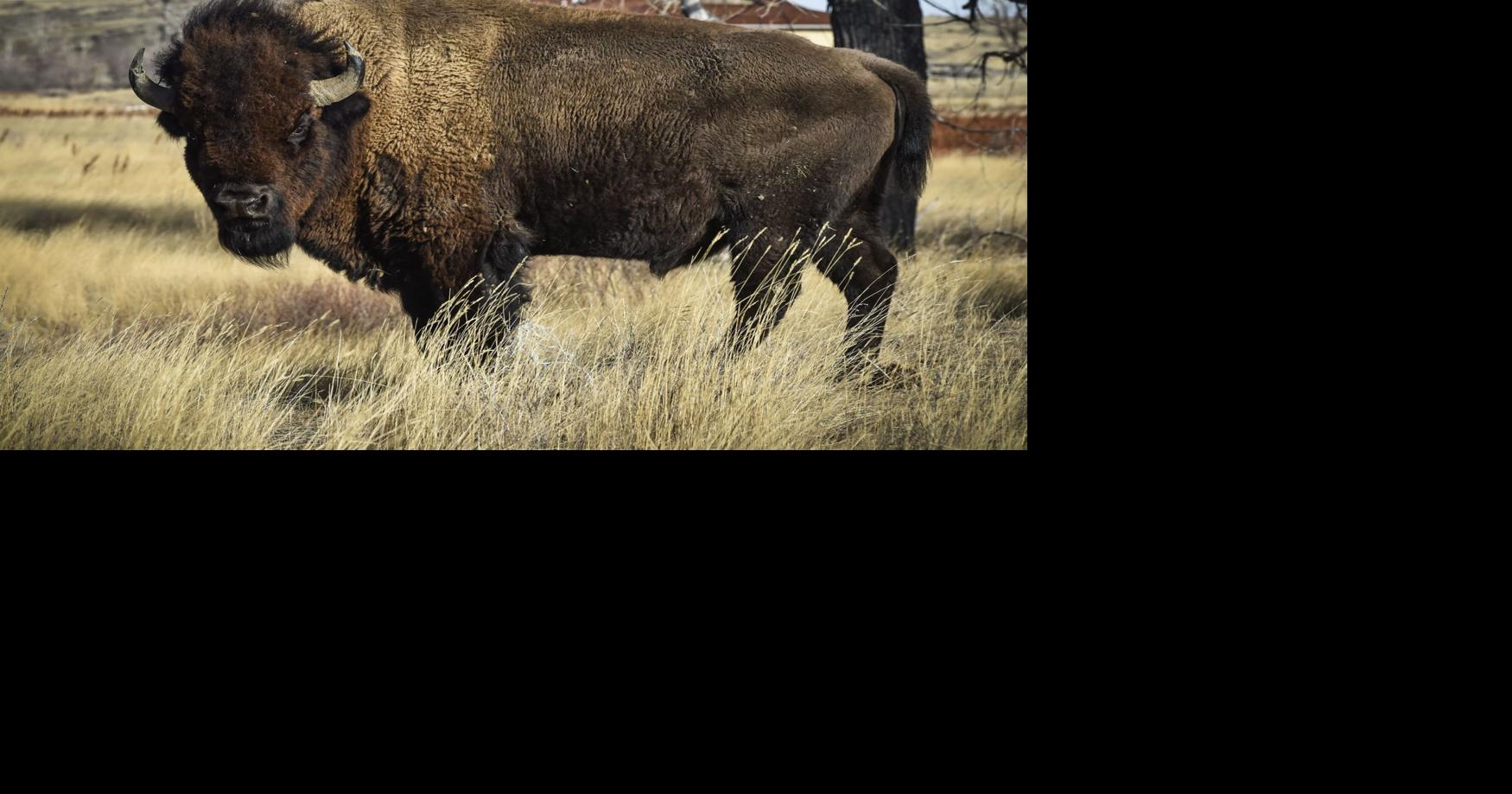 Bison hunts offered through American Prairie drawing