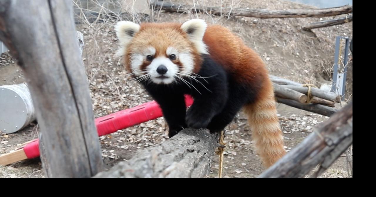 Meet Pabu and Mei Mei the new red pandas at ZooMontana