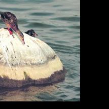 Feature photo: Dandy ducks