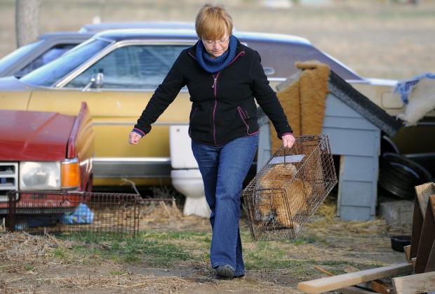 People struggle with stray, feral felines