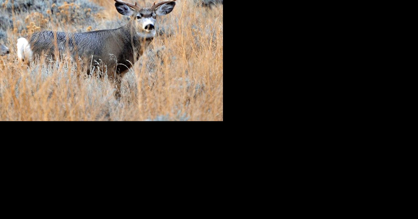 Montana FWP launching new mule deer studies as population dwindles