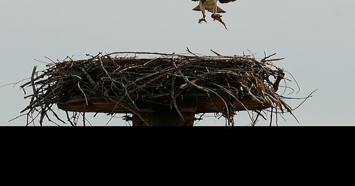 Osprey class offered on April 3