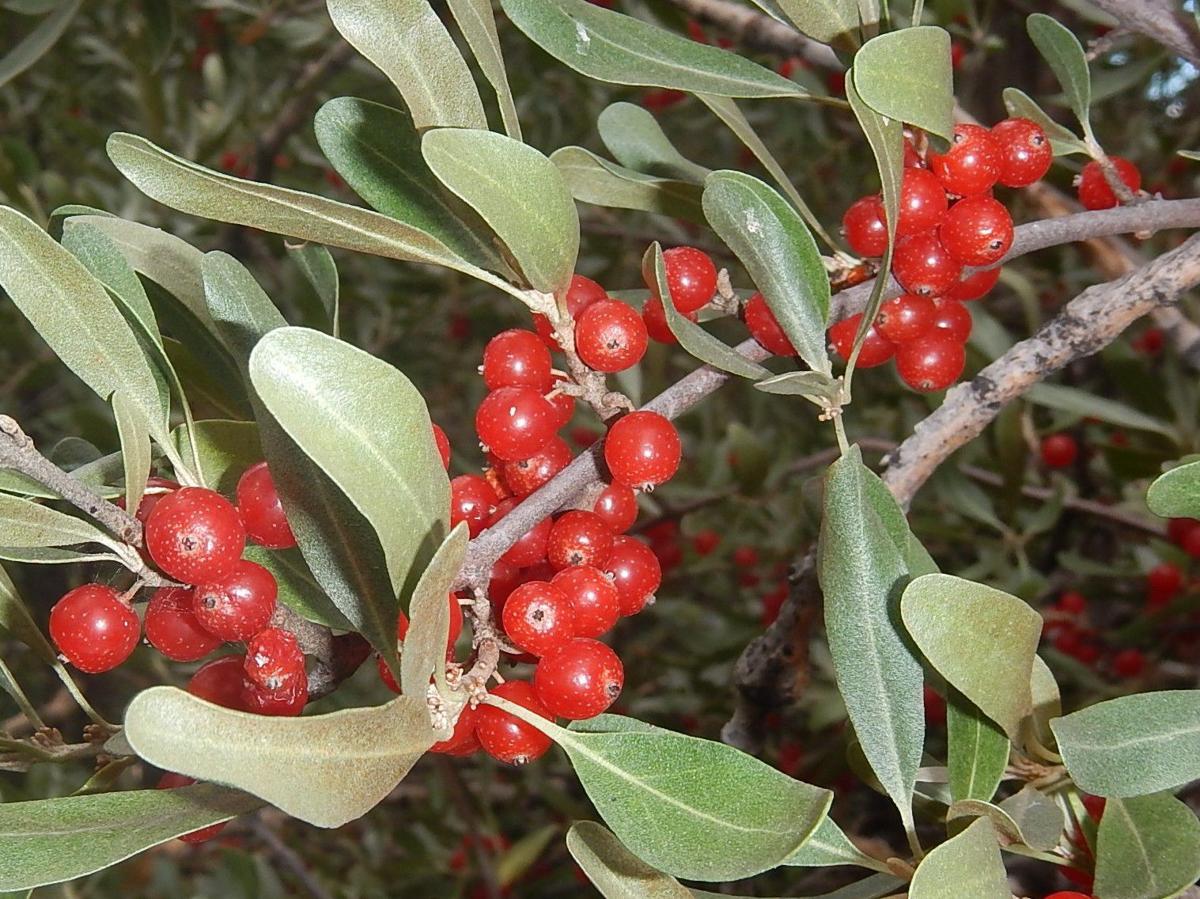 Buffaloberries derive name from mountain man era; makes great jelly
