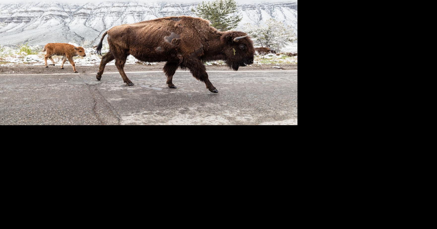 Yellowstone shipped 14 bison to slaughter this spring