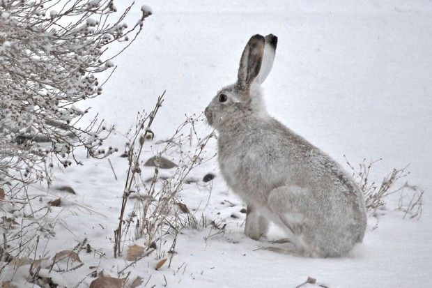Utah study: Jackrabbits bigger problem for cattle than bison