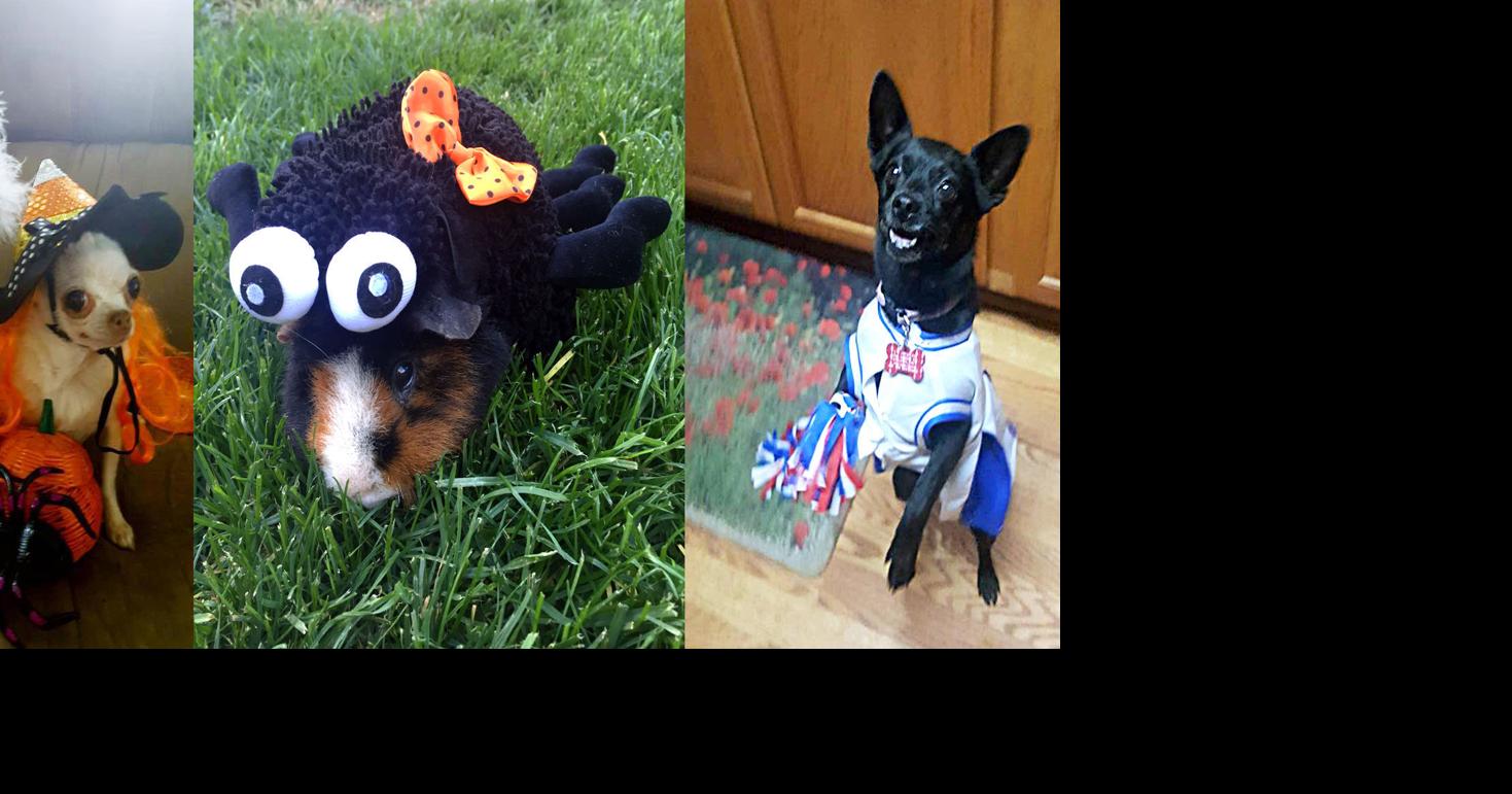 Photos: Readers' pets dress up for Halloween