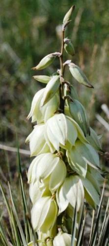 Wyoming outdoors: Spring flower show in full bloom