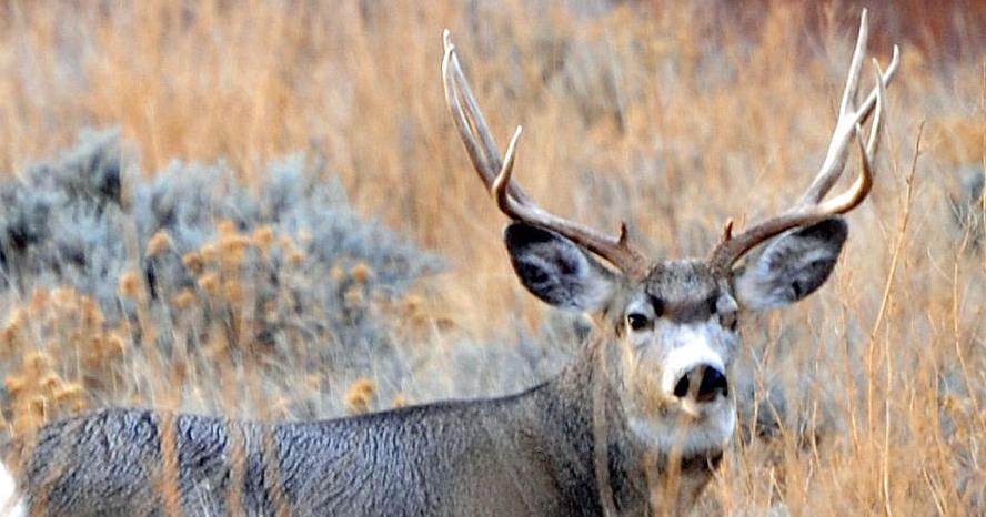 Yellowstone National Park announces first incident of CWD