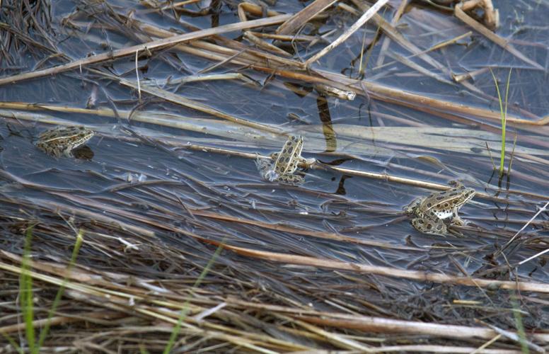 Bringing northern leopard frogs back to Washington scabland