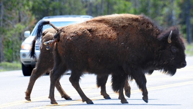 Officials wrestle with hazing Yellowstone bison during birthing season