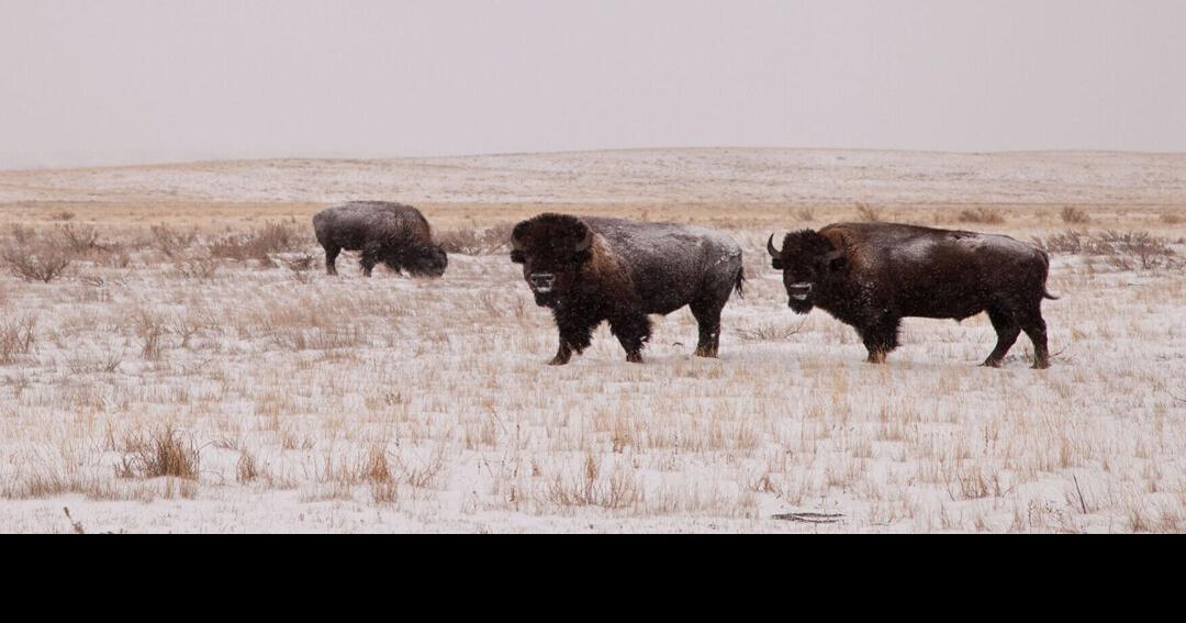 13 bison die, struck by vehicles north of West Yellowstone
