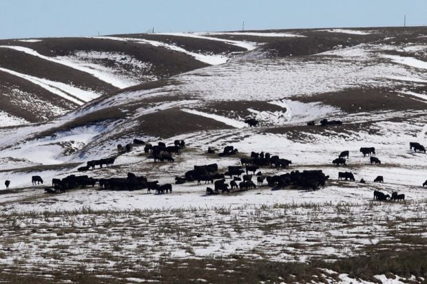 'This is horrendous': Cattle a casualty of South Dakota blizzard